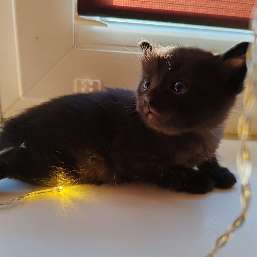 Котёнок в добрые руки