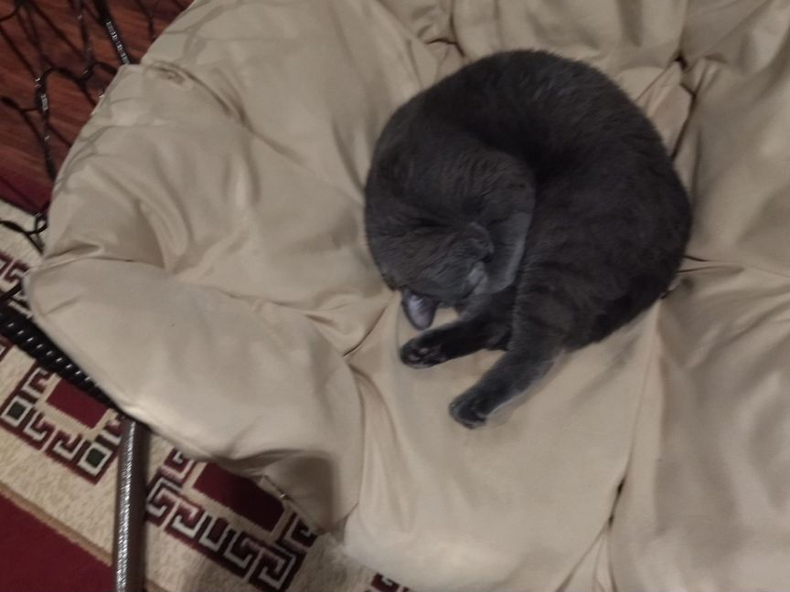 Шотландские вислоухие котята