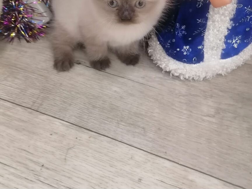 Кошка