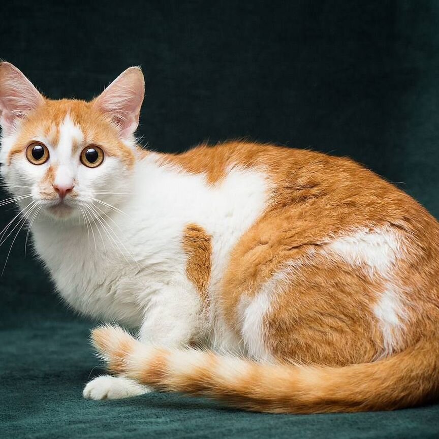 Рыжая кошечка