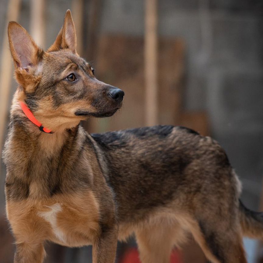 Взрослая собака в добрые руки