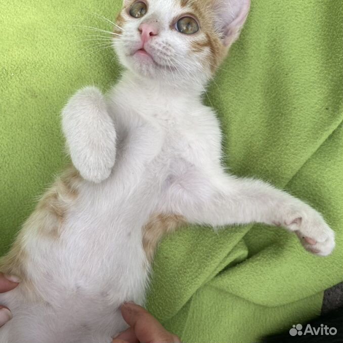 Мальчишки-солнышки