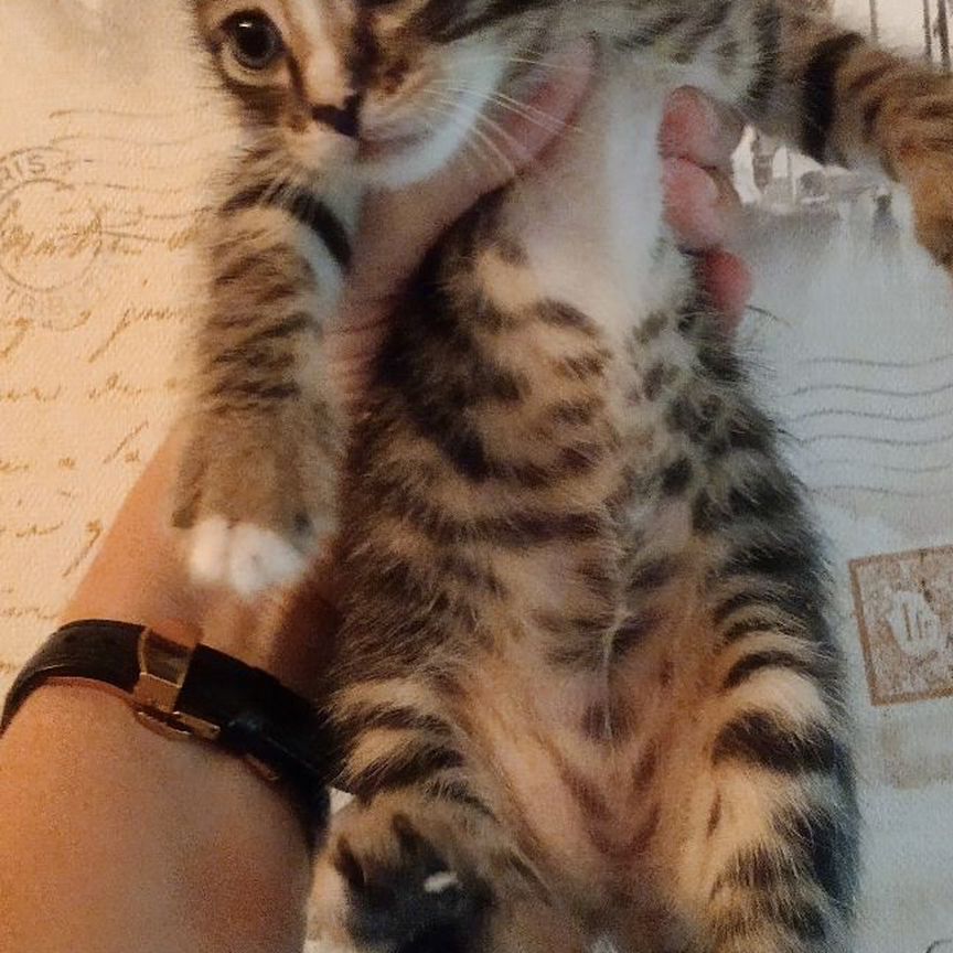 Котята рождены 12.06, в дар