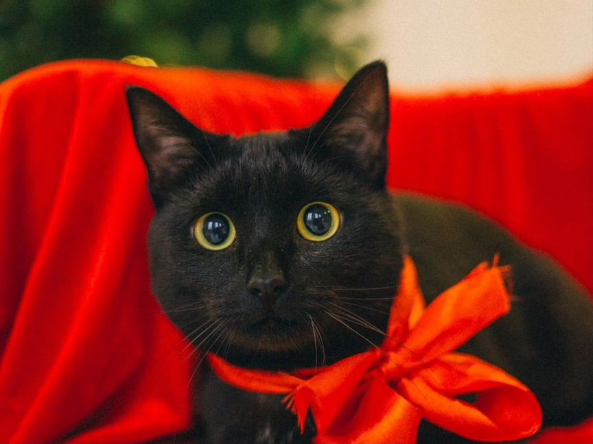 Черный кот в добрые руки