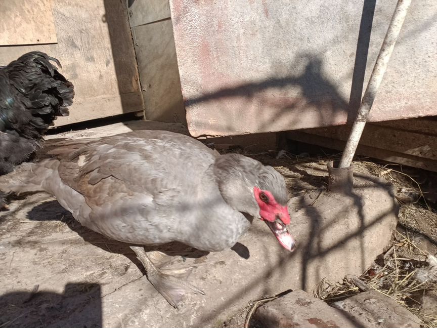 Лавандовые индоутки