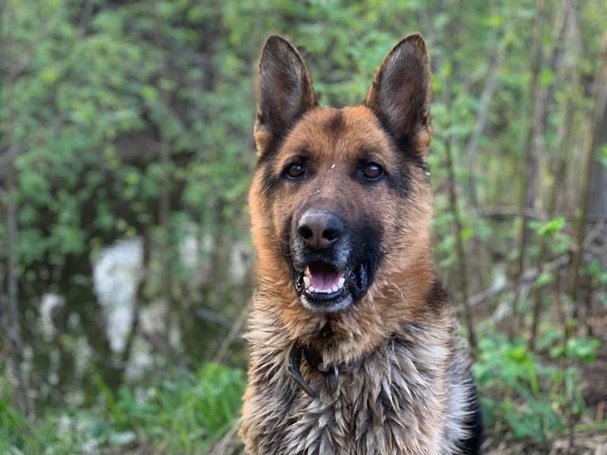 Немецкая овчарка