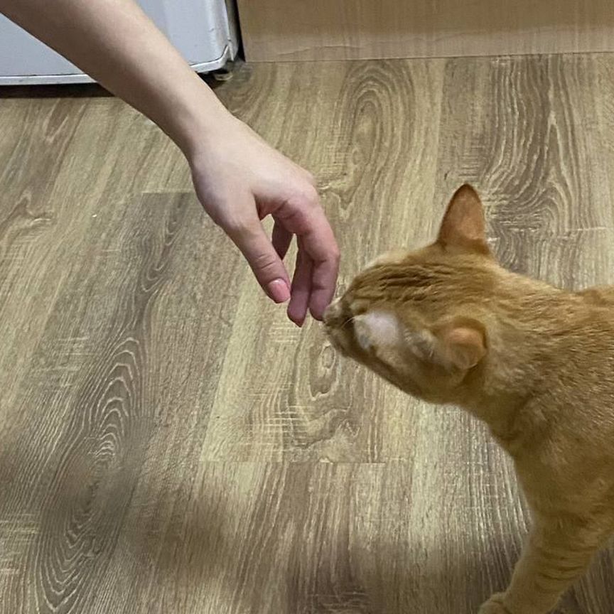 Кот домашний
