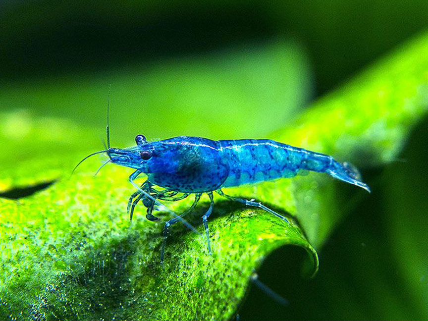 Креветка Голубая мечта (Neocaridina heteropoda)