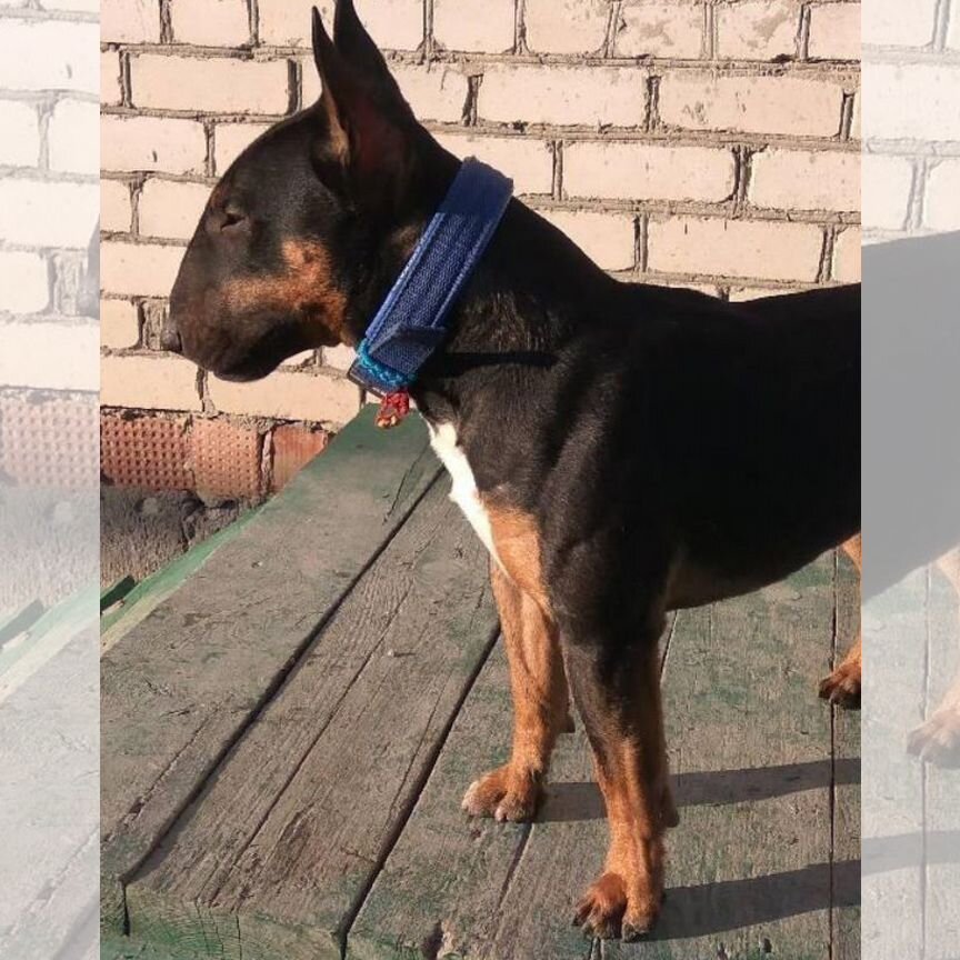 Мини-бультерьер, взрослый пёс