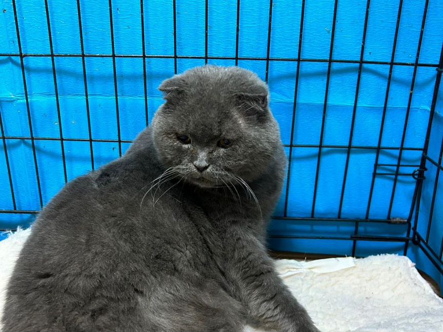 Кот Шотландский вислоухий