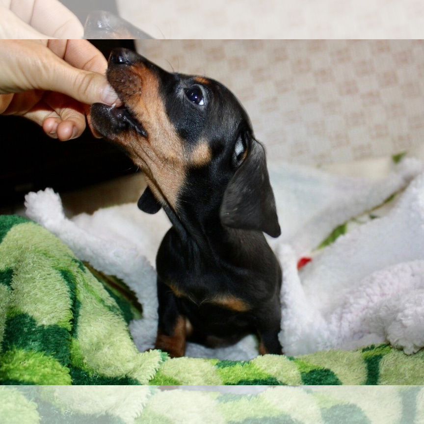 Мальчик таксы РКФ