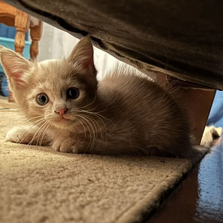 Котёнок в добрые руки