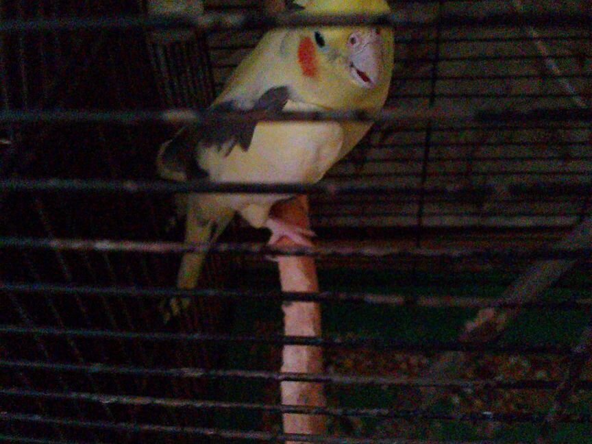 Попугай карелла