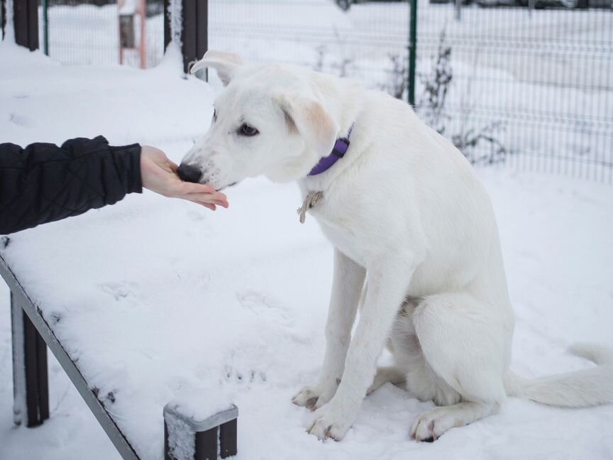 Белоснежное чудо молодой пес