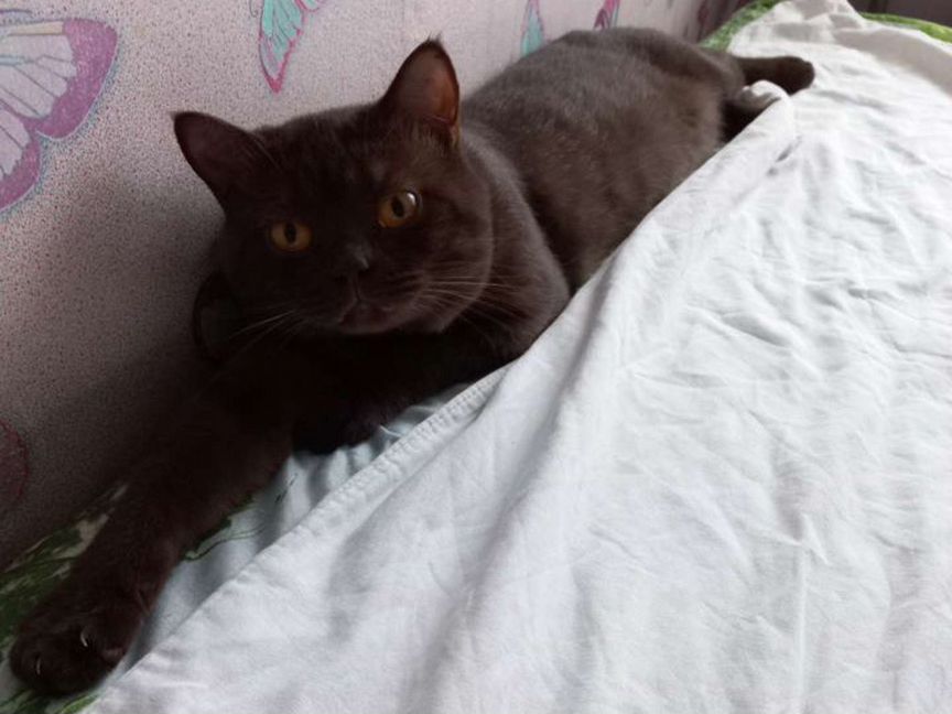 Кот