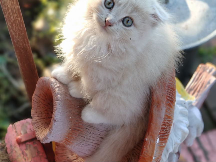 Котята 3 месяца мальчик бесплатно