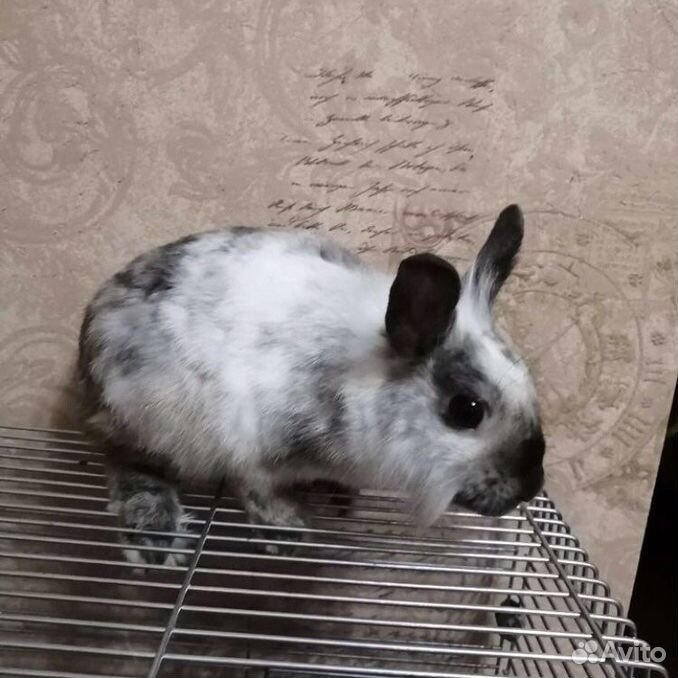 Кролик Отдам бесплатно