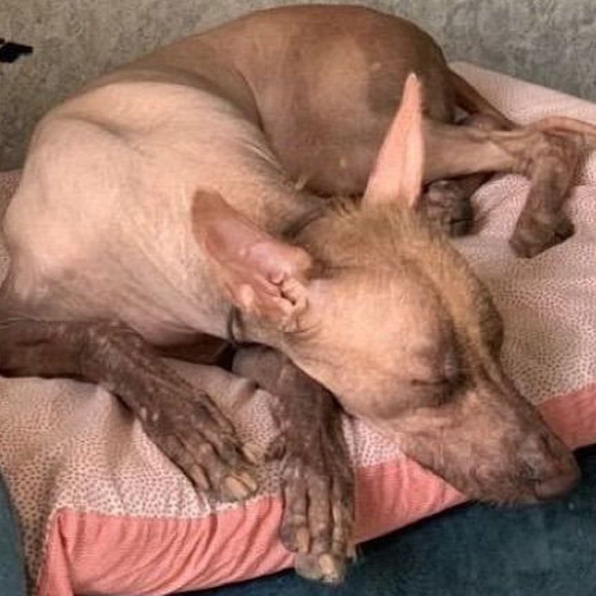 Кобель ксоло с родословной