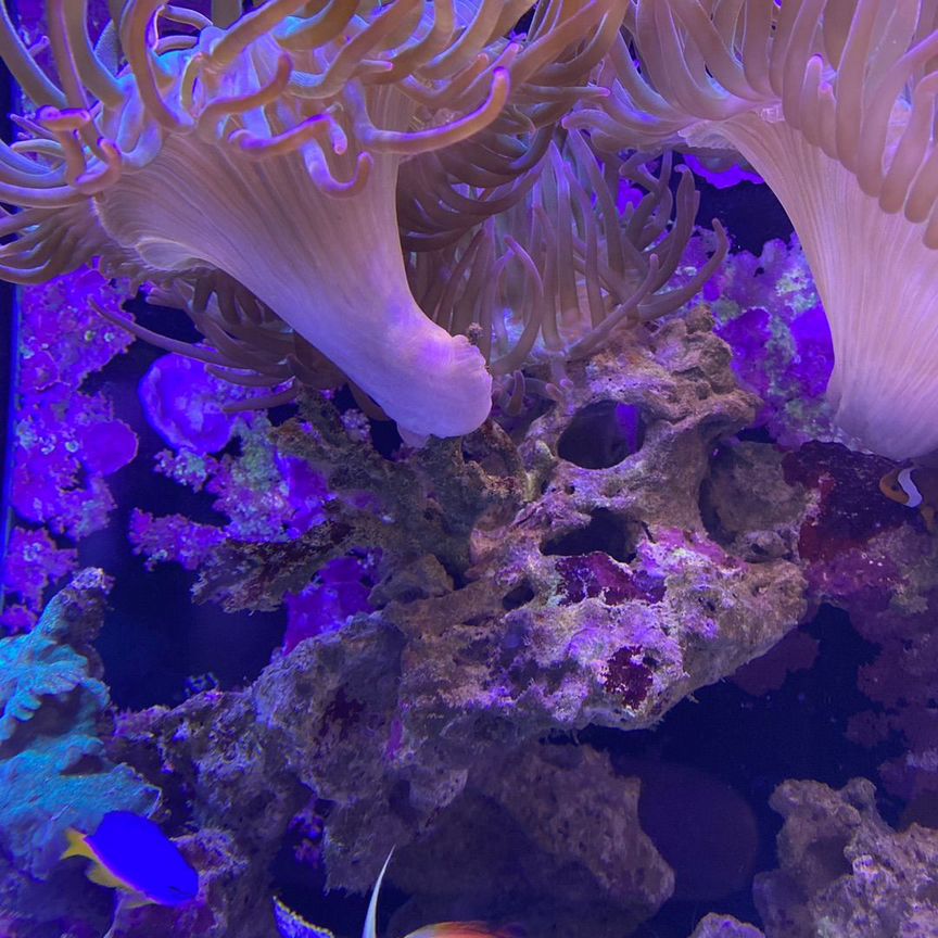 Актинии квадриколор взрослые