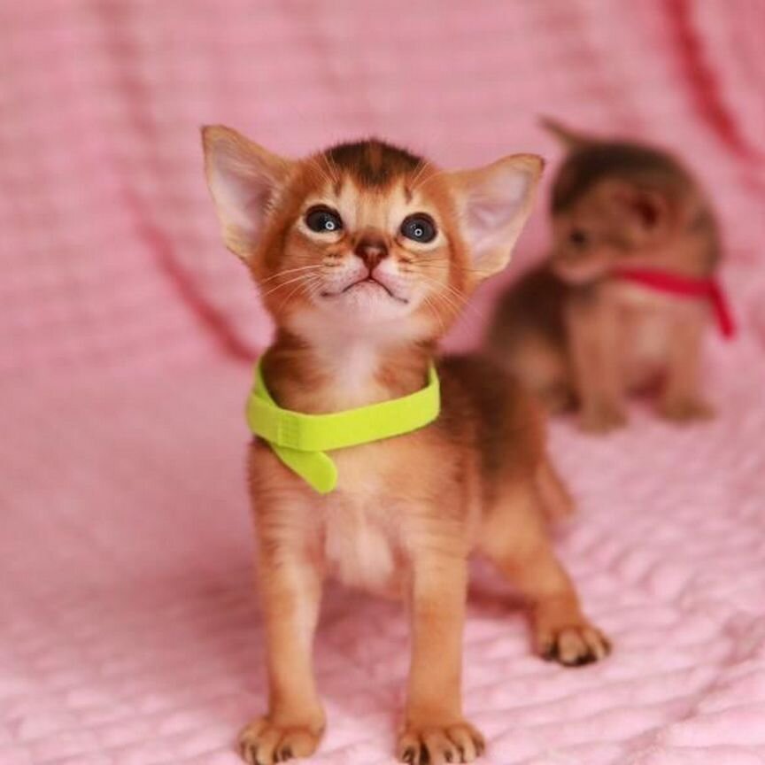 Шикарные абиссинские котята