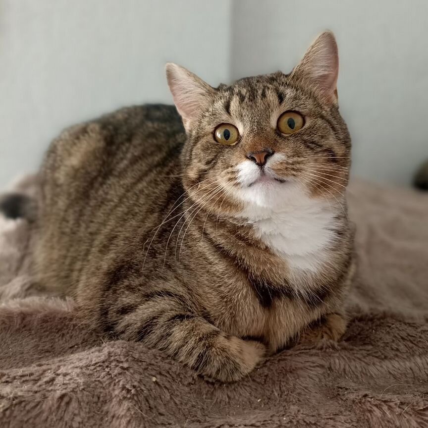 Котенок Маруся