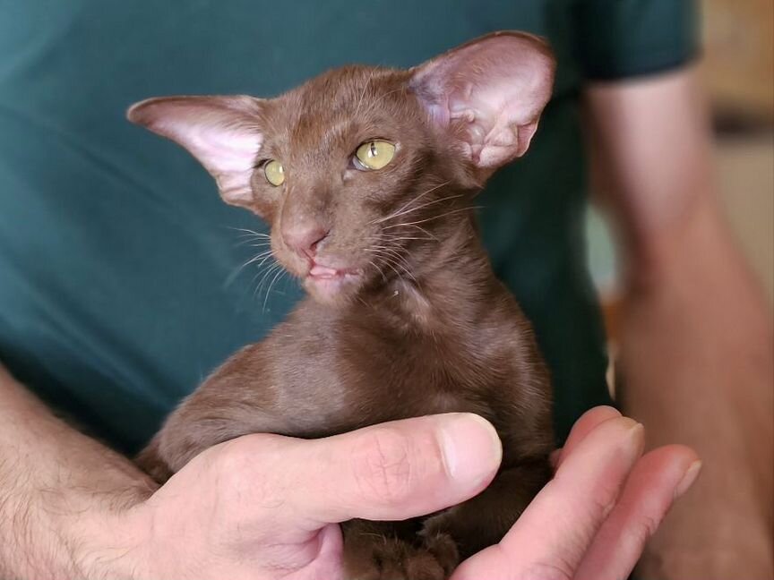 Ориентальный котенок экстрим