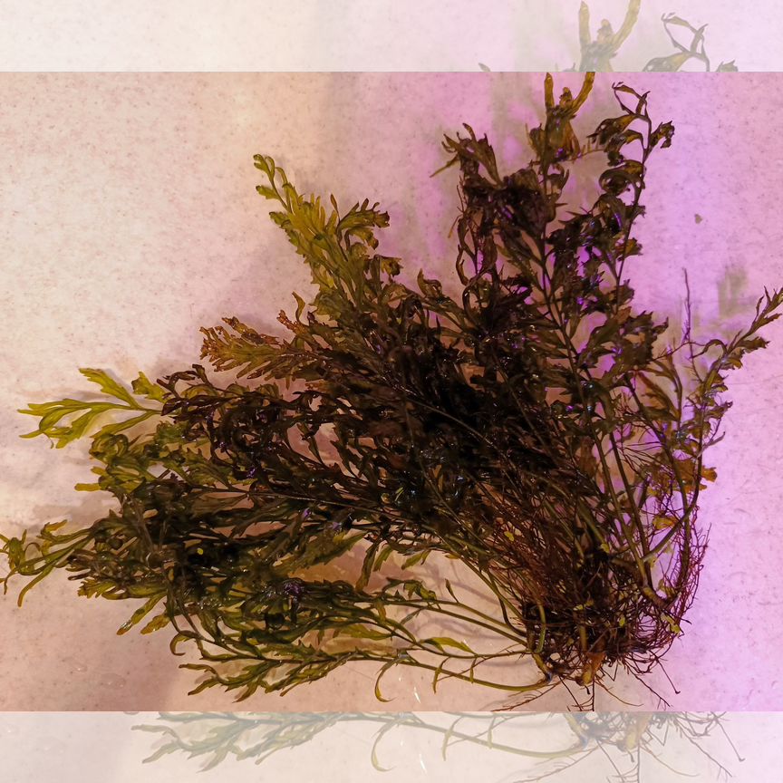 Папоротник болбитис, гигрофила, буцефаландра