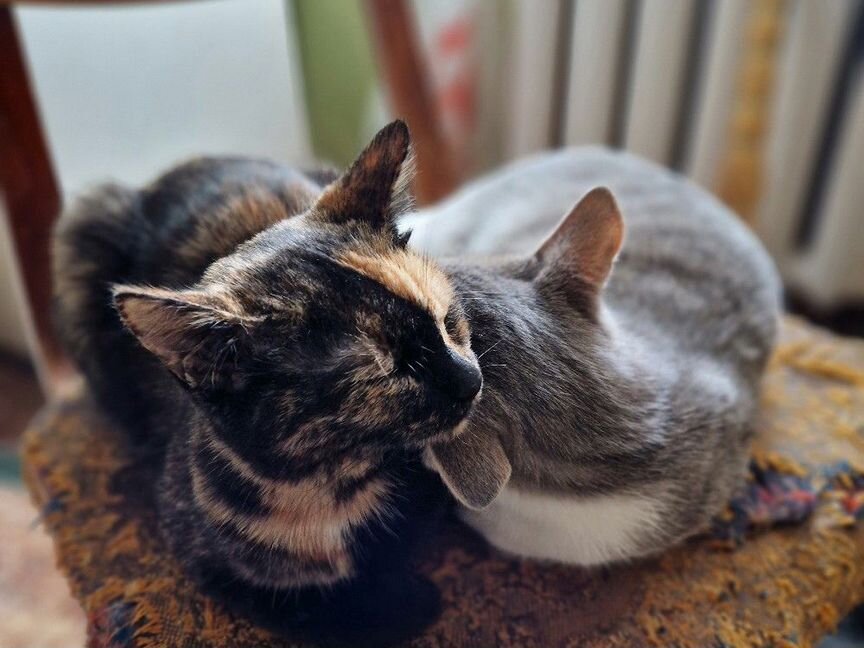 Котики в добрые руки