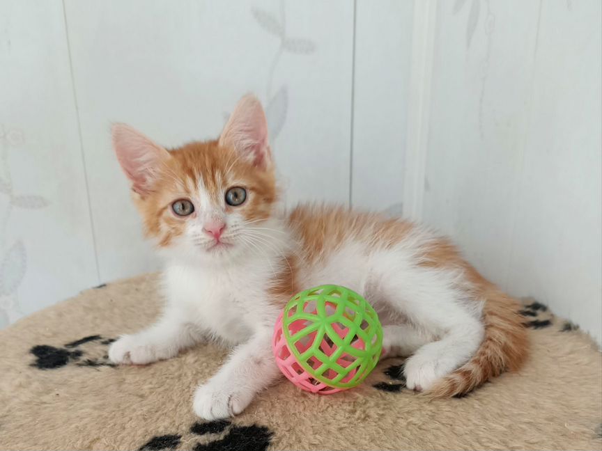 Котик Гришка