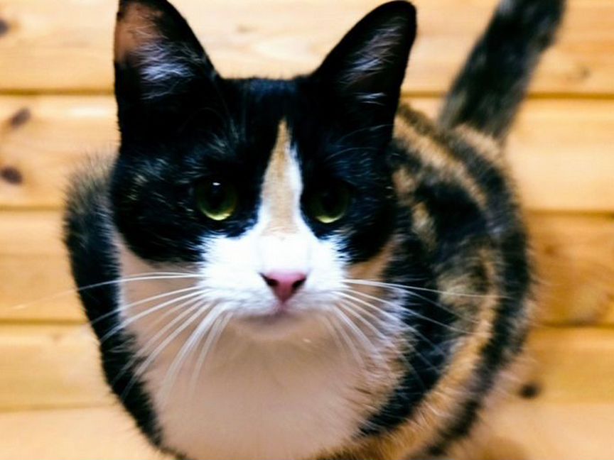 Котенок трёхцветный длинноногая модель