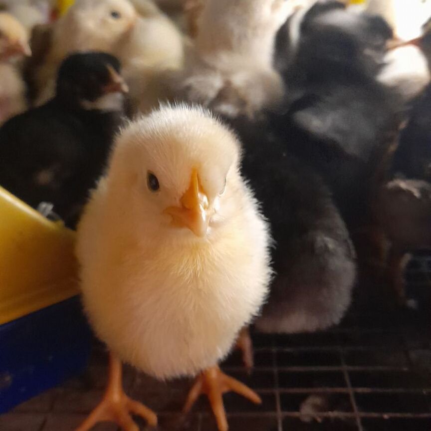 Цыплята доминанты - петушки