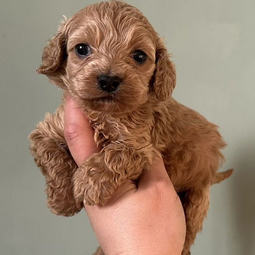 Мальтипушка мальчишка