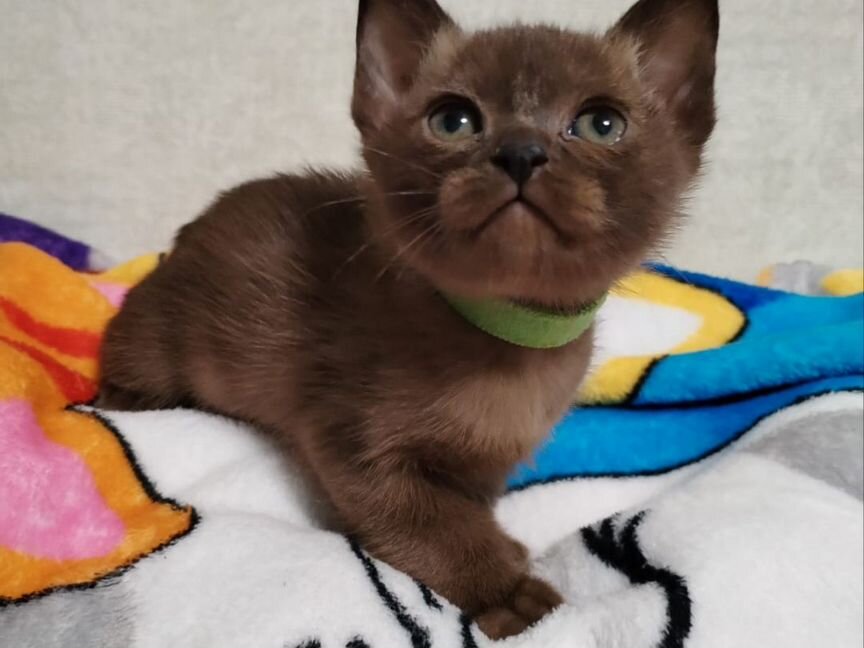 Бурманские котята