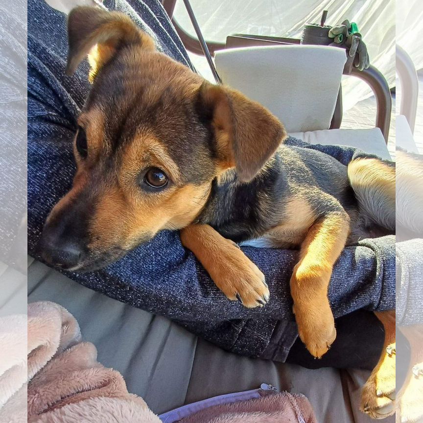 Щенок в добрые руки