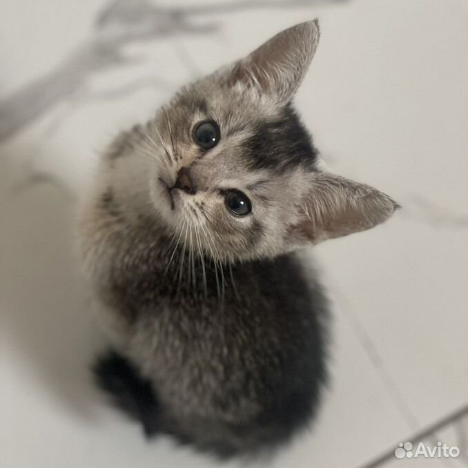 Котенок чаузи серебро