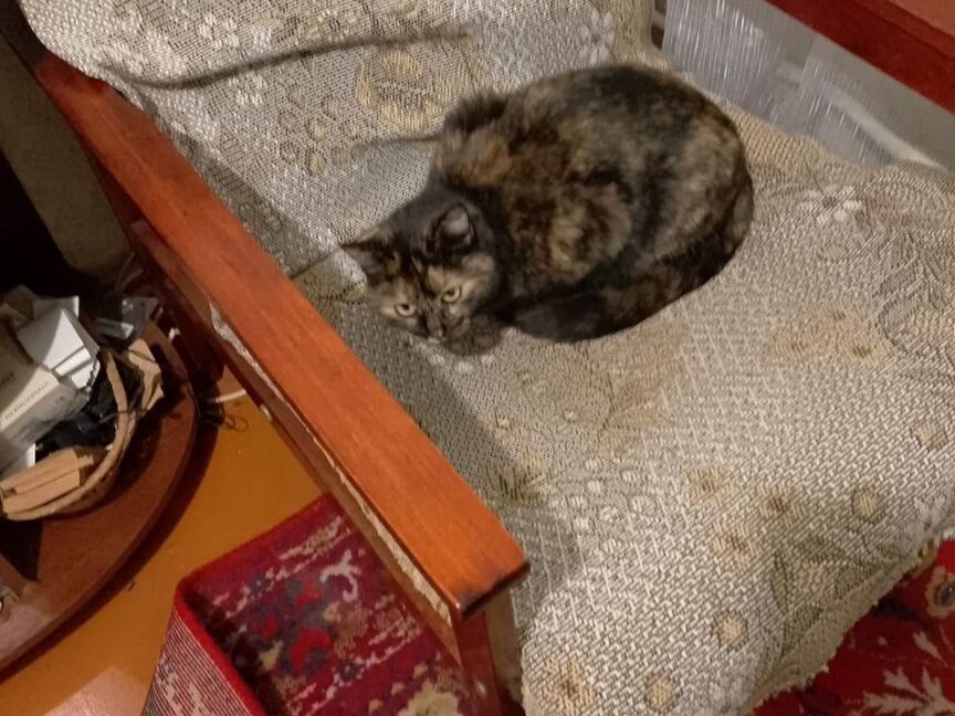 Отдам в добрые руки кошечек