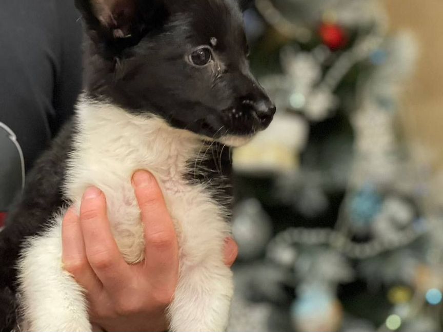 Ласковые щеночки в добрые руки (бесплатно)