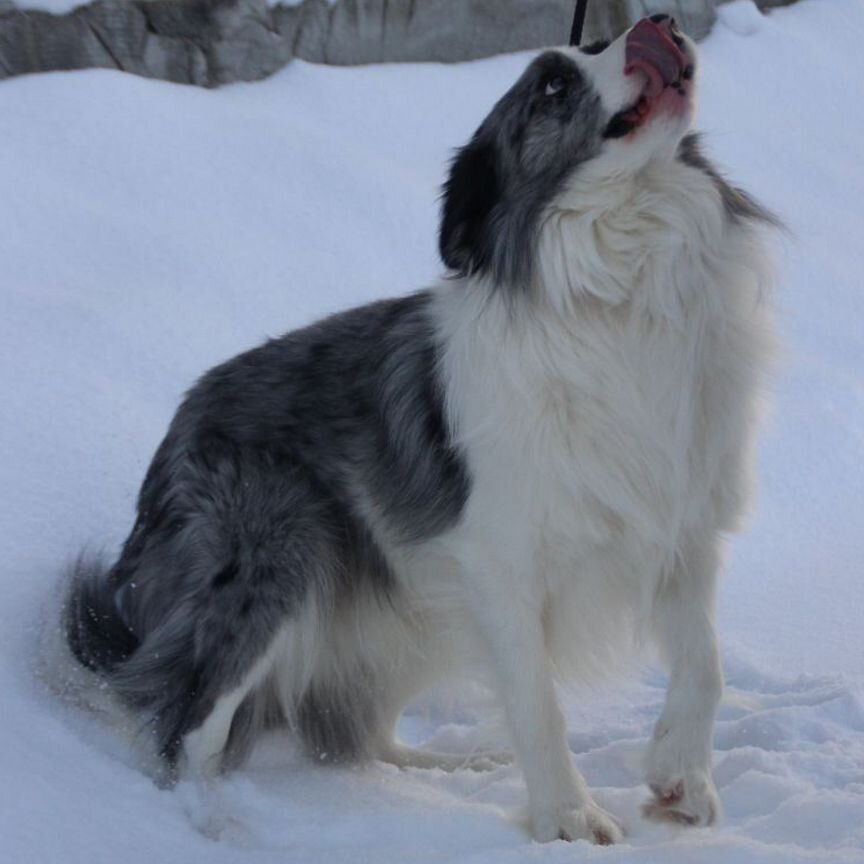 Бордер-колли, взрослый пёс