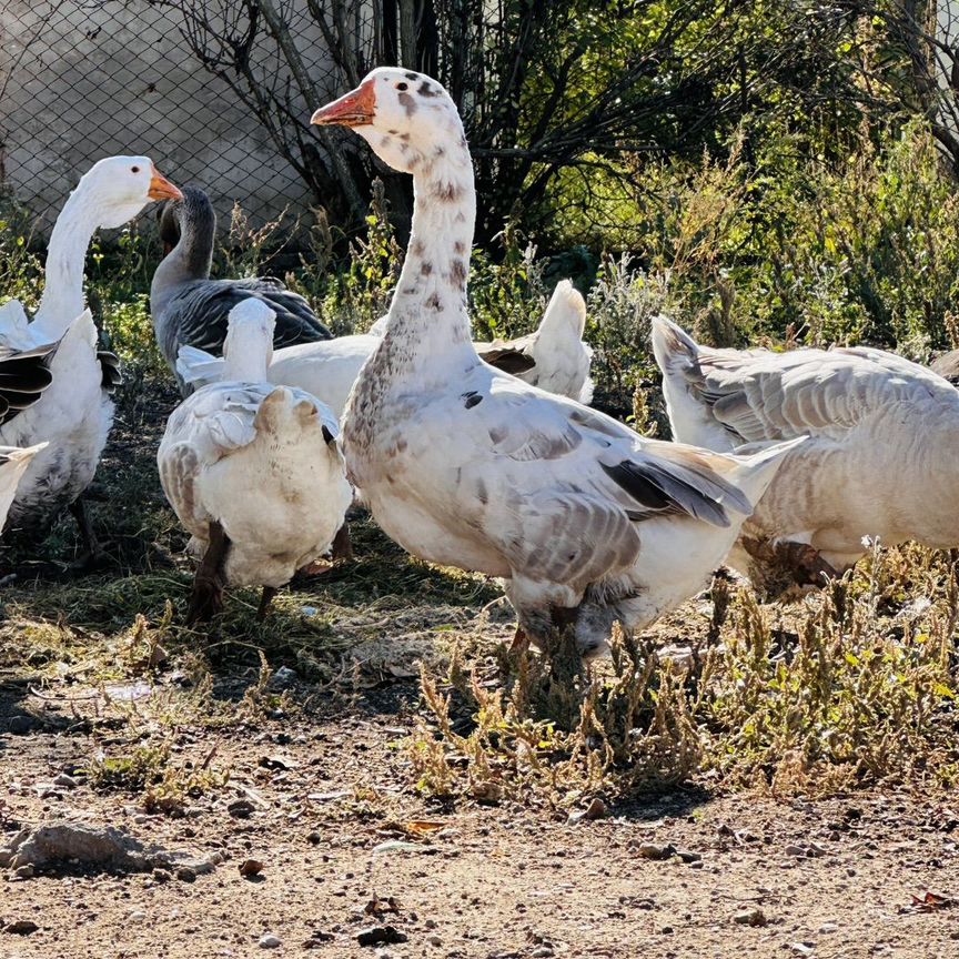 Гуси холмагоры