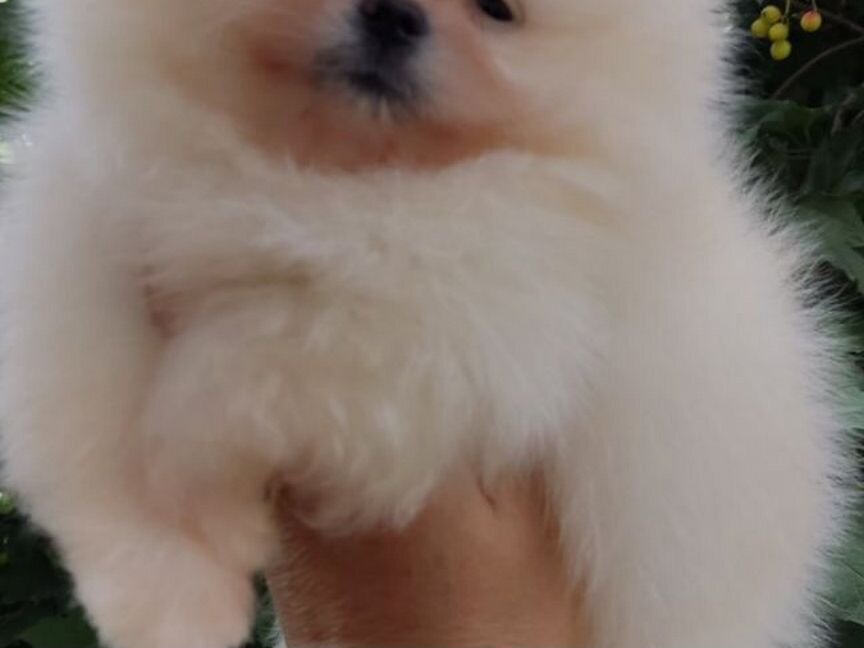 Померанский шпиц