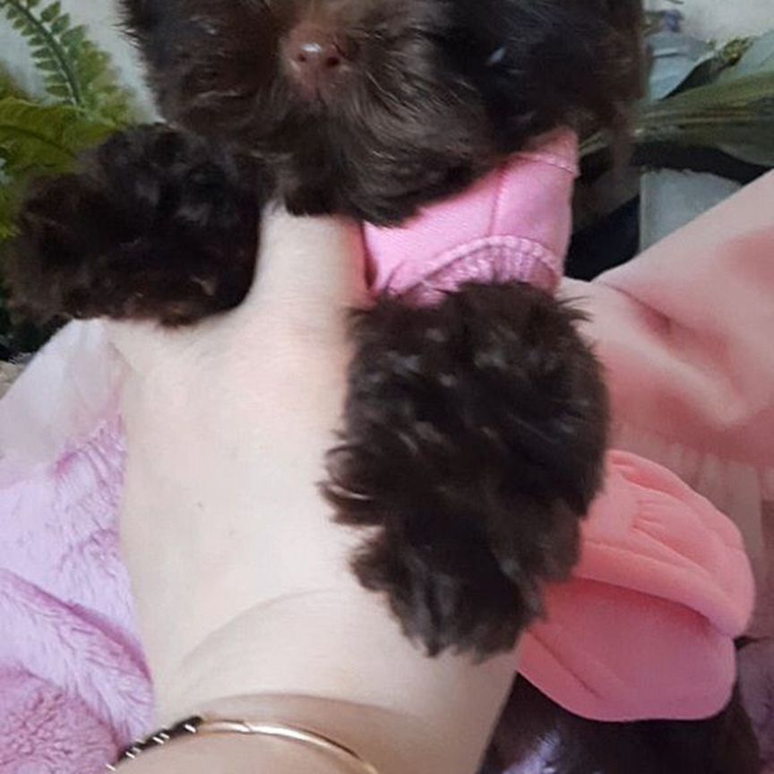 Шоколадный йорк