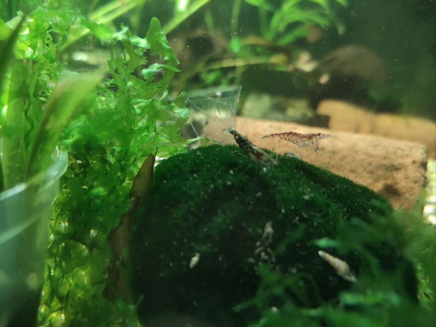 Аквариумные креветки