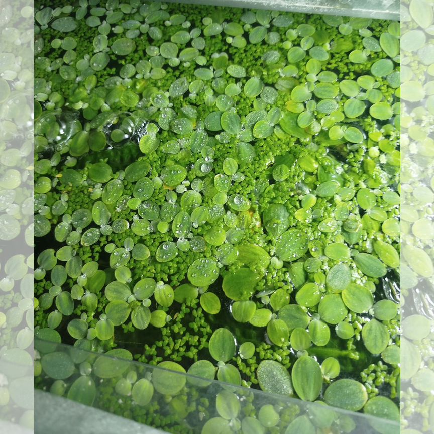 Растения для аквариума