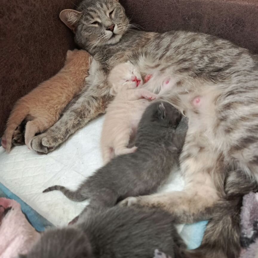 Котята в добрые руки