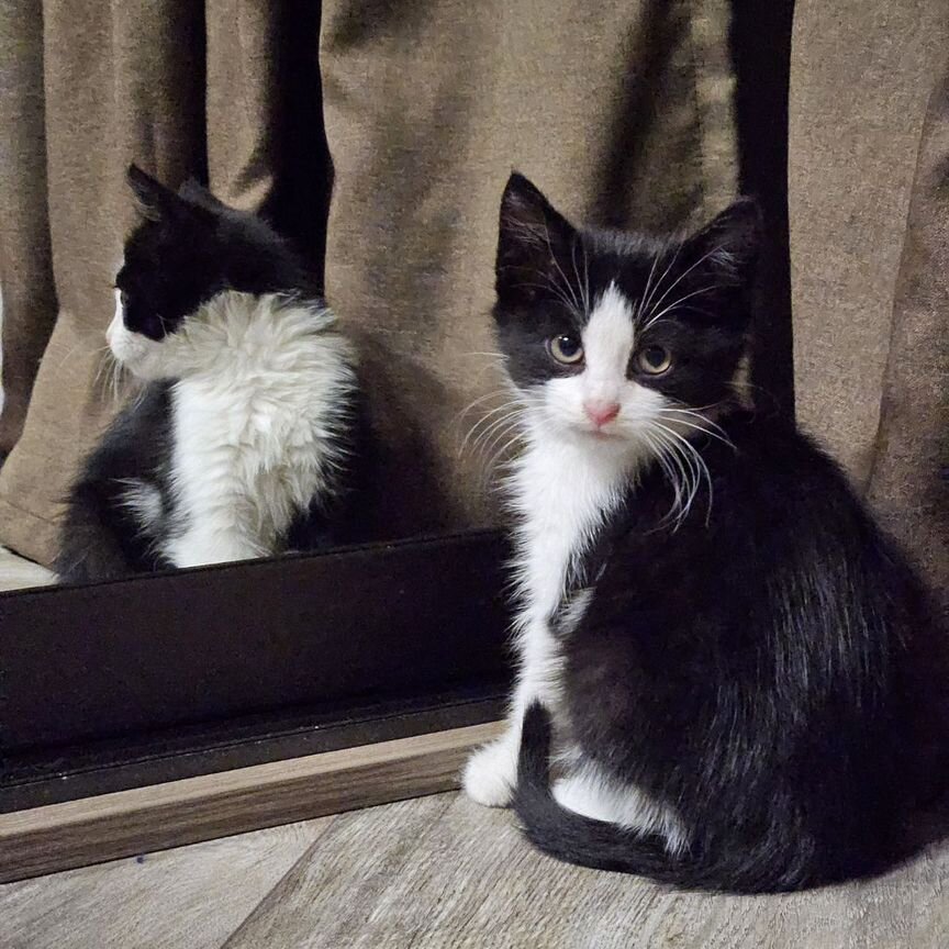 Котята в добрые руки приучены к лотку