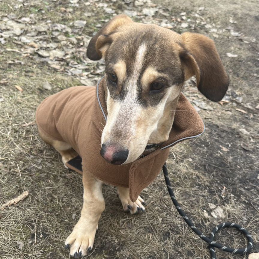 Щенок в добрые руки