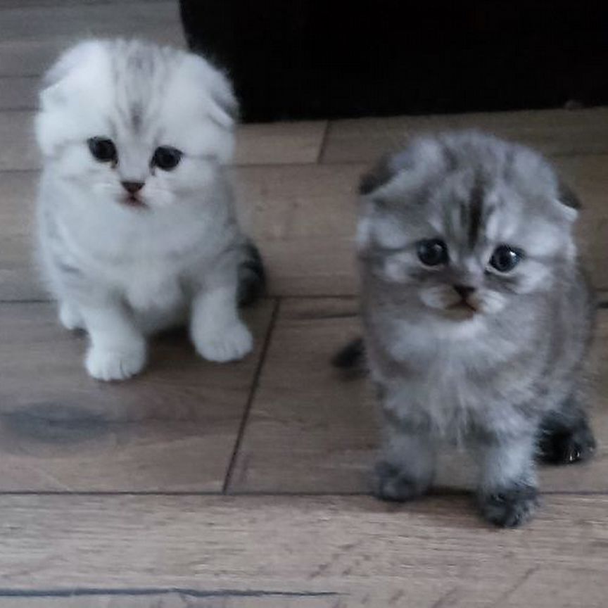 Шотландский вислоухий короткошёрстный котёнок