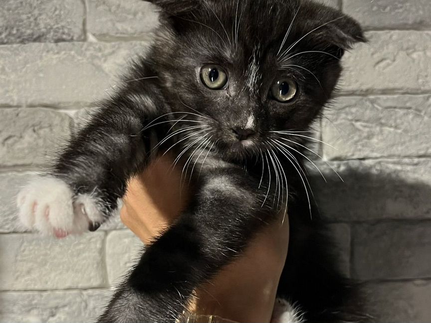 Шотландскй вислоухий котенок в дар