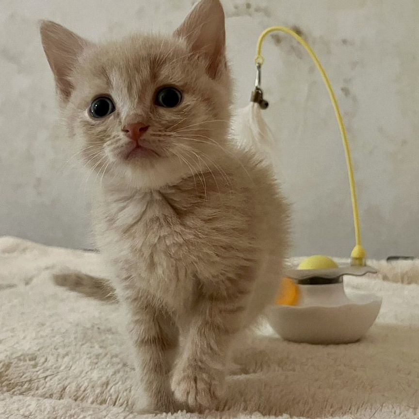 Котёнок мальчик