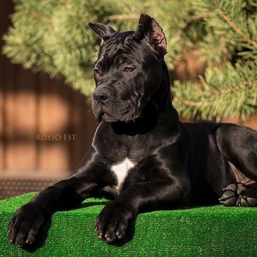 Кане корсо питомник